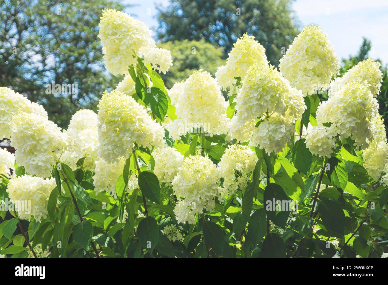 Wild hydrangea (Hydrangea arborescens Grandiflora), blooming Stock ...