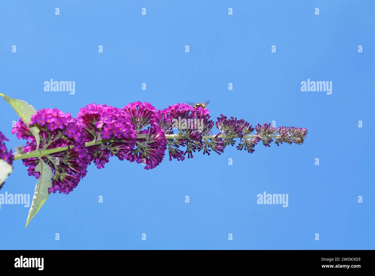 Butterfly bush, Violet butterfly bush, Summer lilac, Butterfly-bush ...