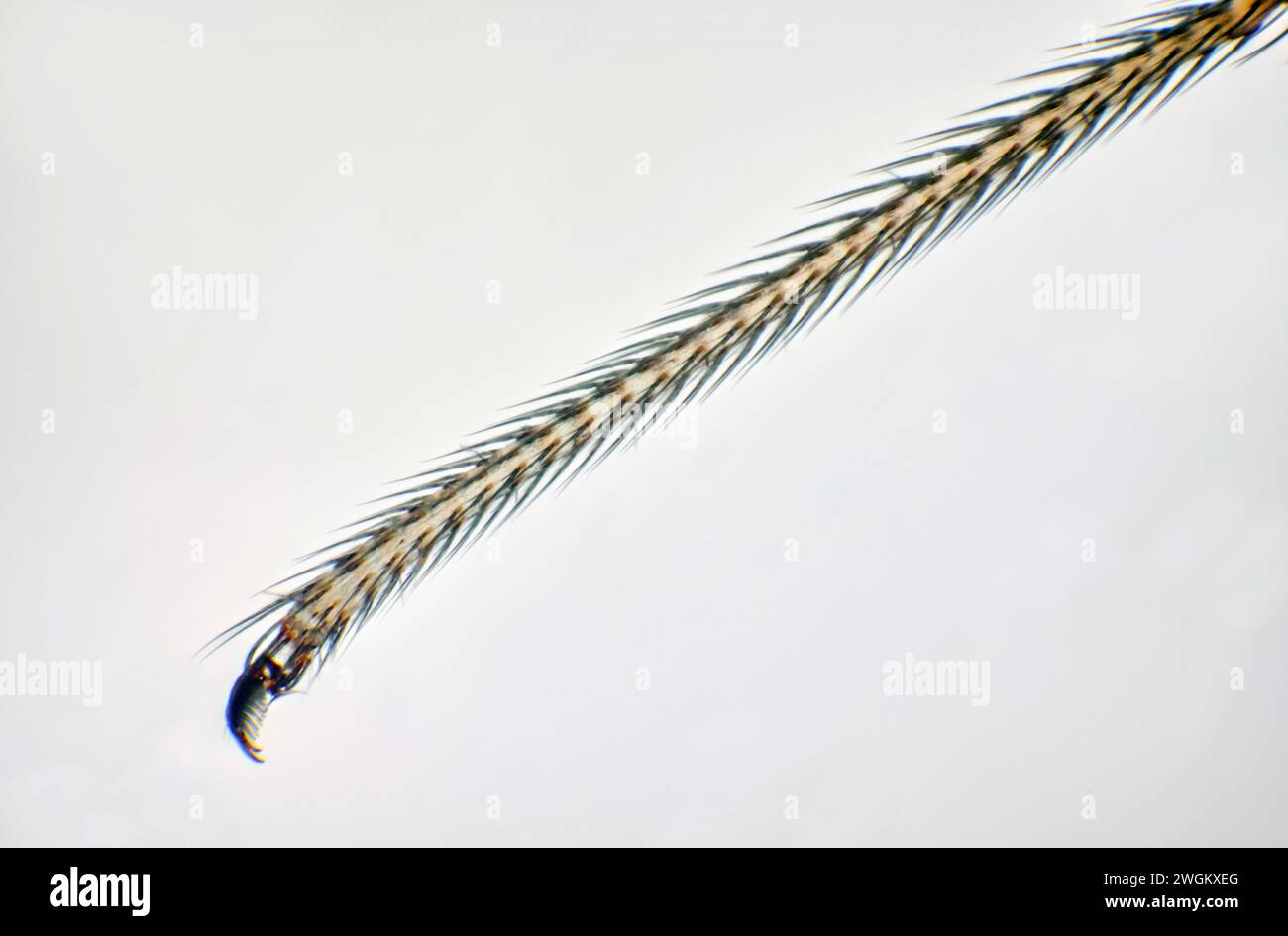 Long-bodied cellar spider, Longbodied cellar spider (Pholcus ...