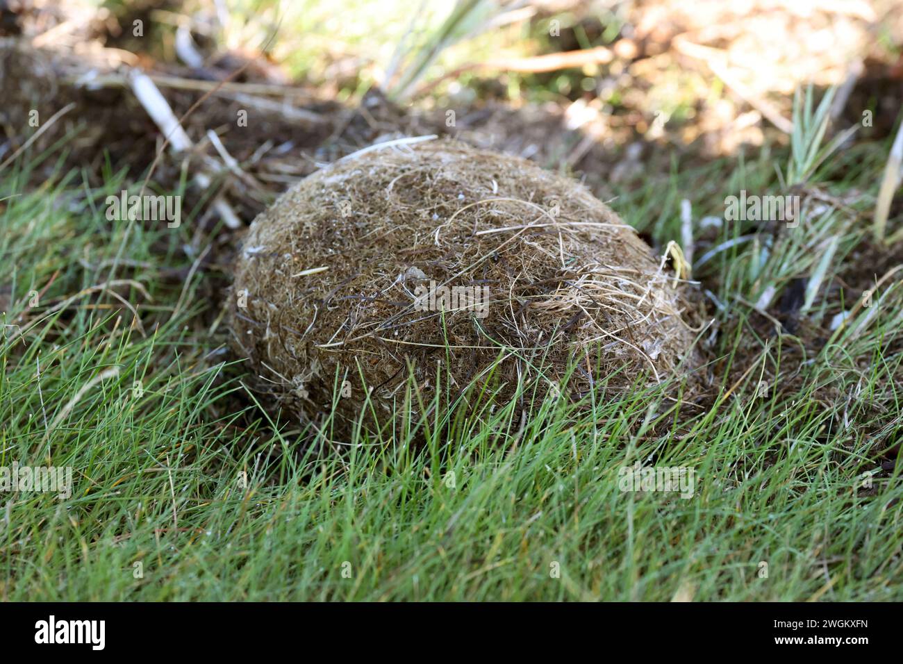 sea ball on the beach of the North Sea, Daenemark, Jutland, North Sea ...