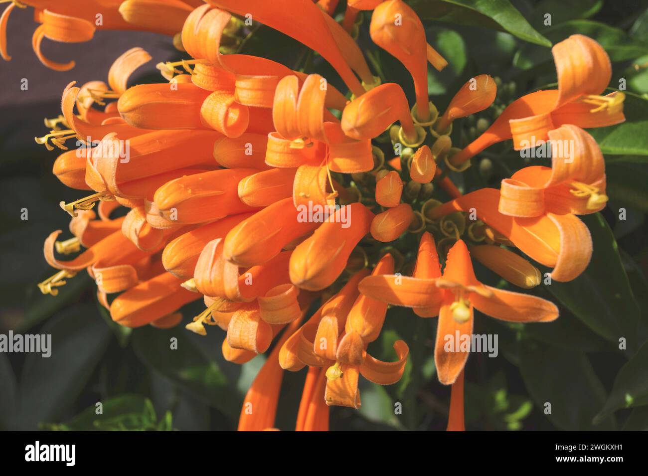 Orange trumpet Vine (Pyrostegia venusta, Pyrostegia ignea), flowers ...