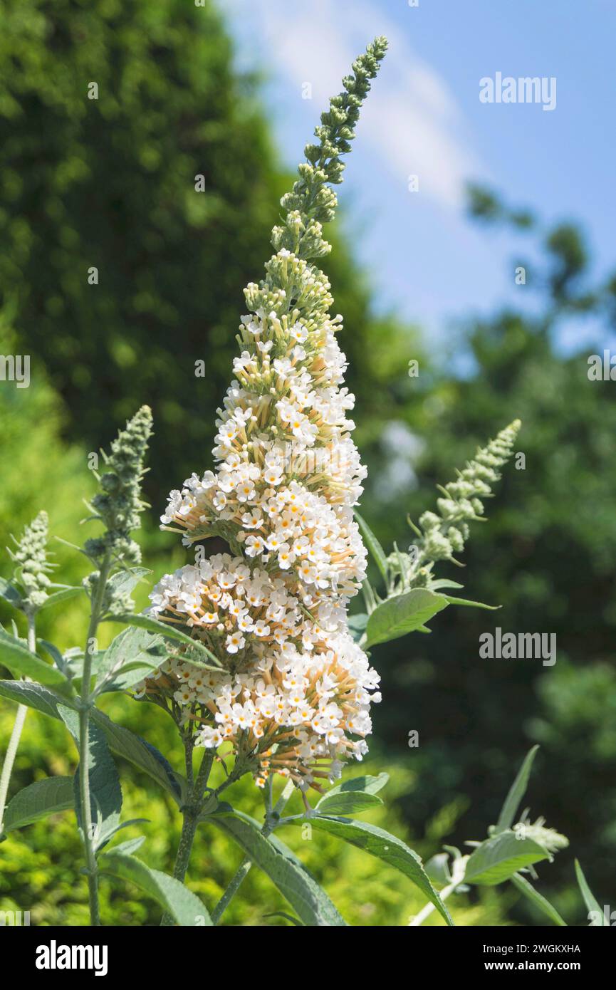 Butterfly bush, Violet butterfly bush, Summer lilac, Butterfly-bush ...