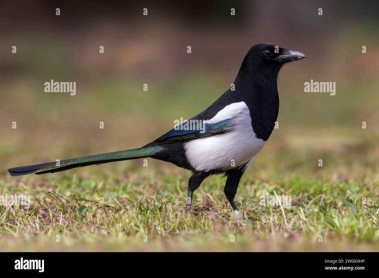 black-billed magpie, Eurasian magpie, common magpie (Pica pica ...