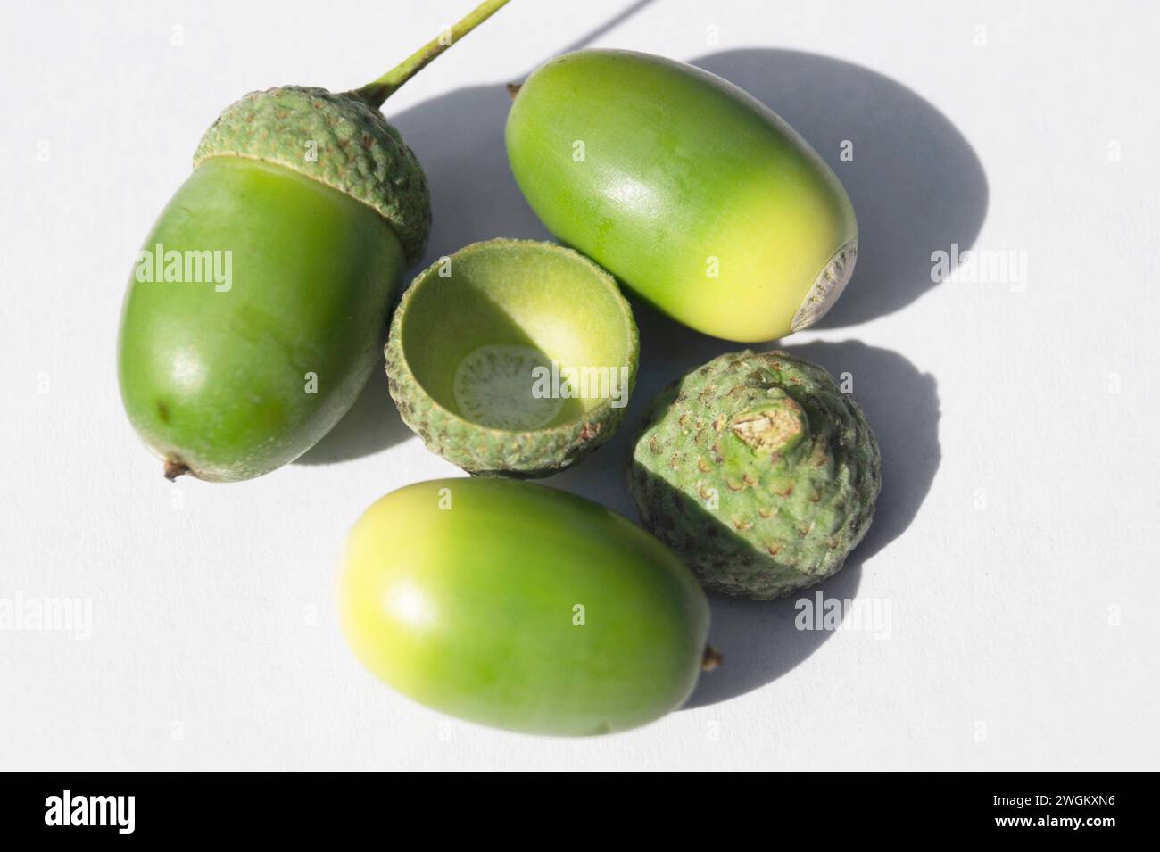 common oak, pedunculate oak, English oak (Quercus robur, Quercus ...