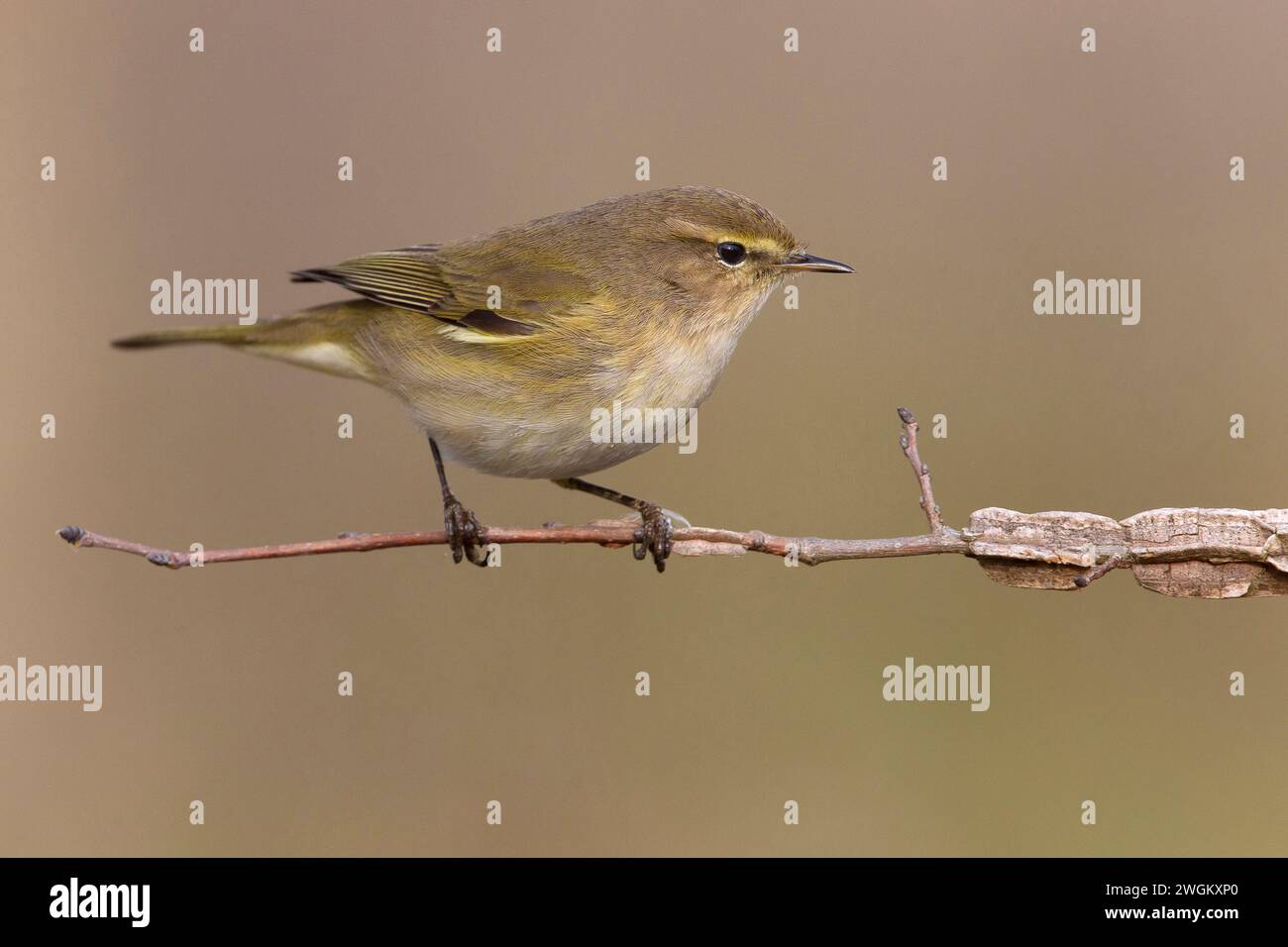 chiffchaff, common chiffchaff (Phylloscopus collybita), perching on a ...