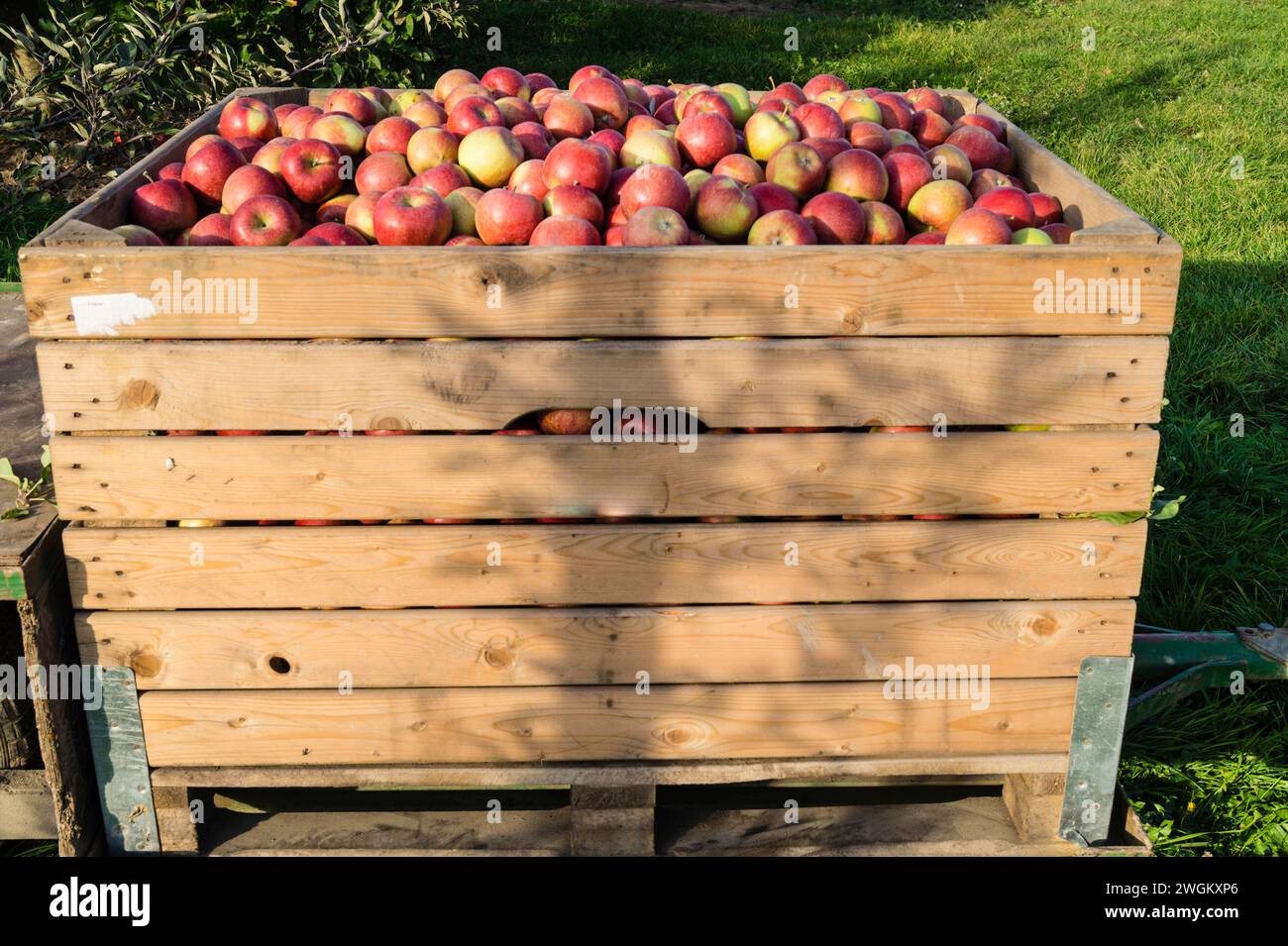 apple tree (Malus domestica), harvested apples in a large wooden crate ...