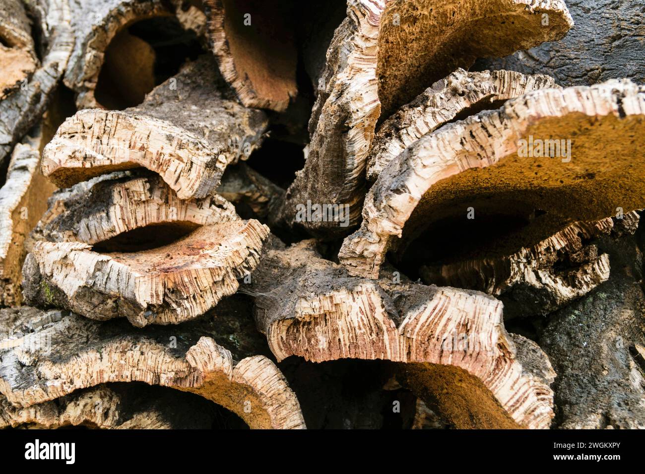 cork oak (Quercus suber), harvested cork Stock Photo - Alamy