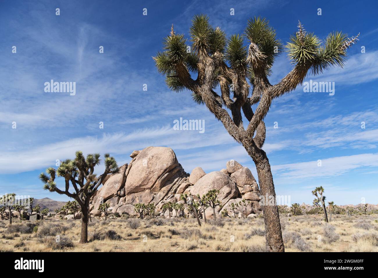 Cap Rock and Joshua Trees in Joshua Tree National Park in California ...