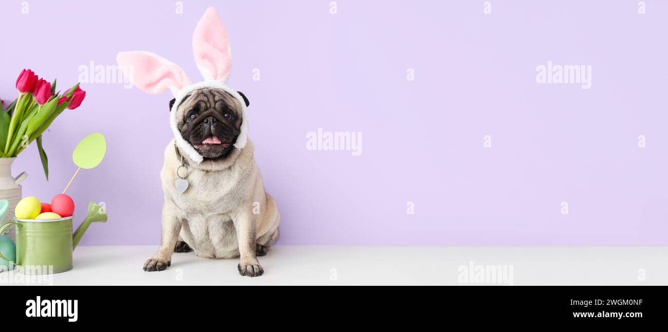 Cute pug dog with bunny ears, Easter eggs and tulips on lilac ...