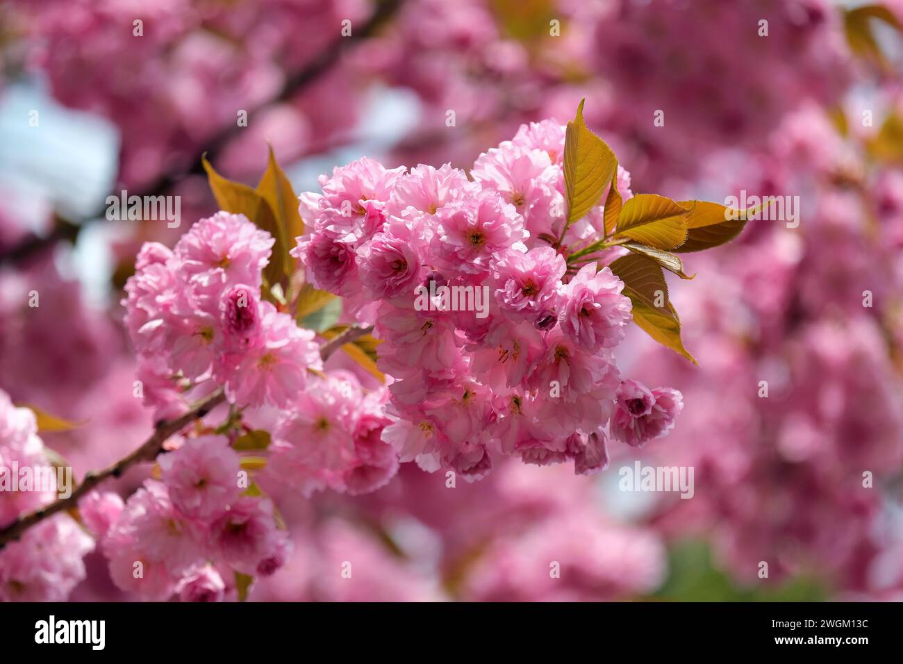 sakura bloom, Japanese cherry, spring tree flowers, spring blossom ...