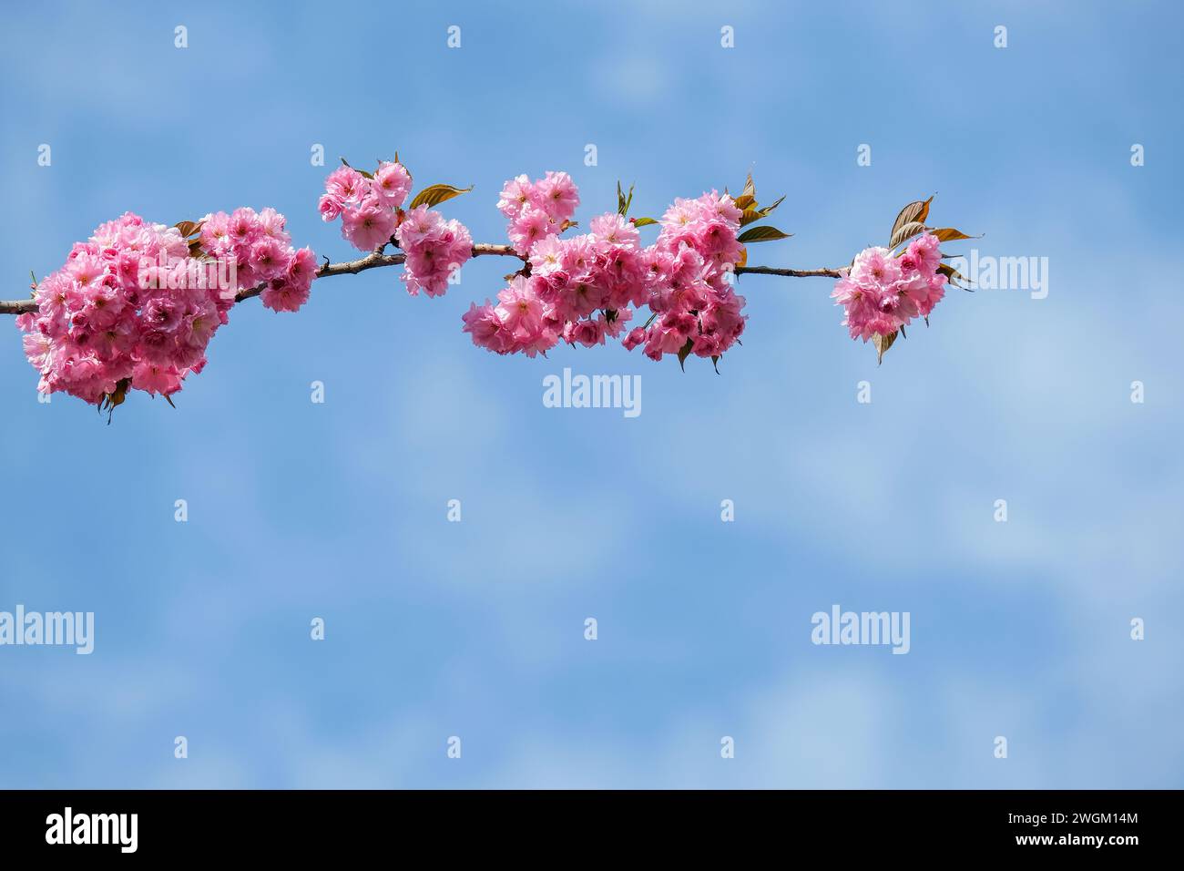 sakura branch in bloom, Japanese cherry, spring tree flowers, spring ...