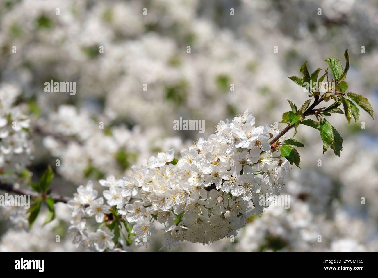 spring time, wild cherry branch in bloom, wild cherry, Prunus avium ...