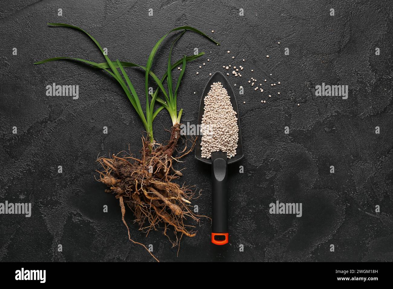 Gardening shovel with granular fertilizer and plant in soil on black ...