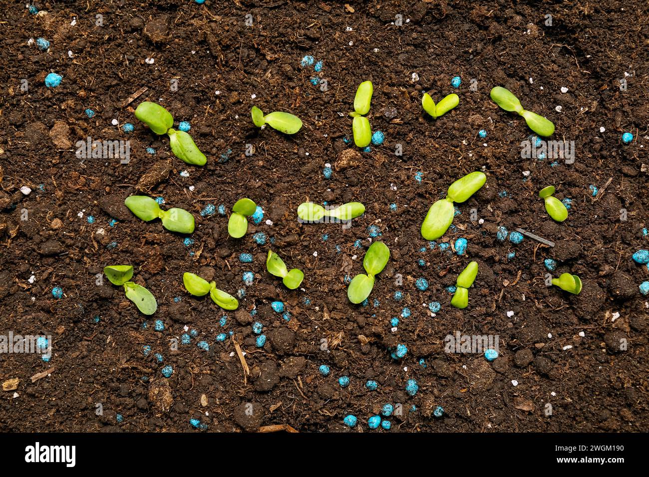 Granular fertilizer garden hi-res stock photography and images - Alamy