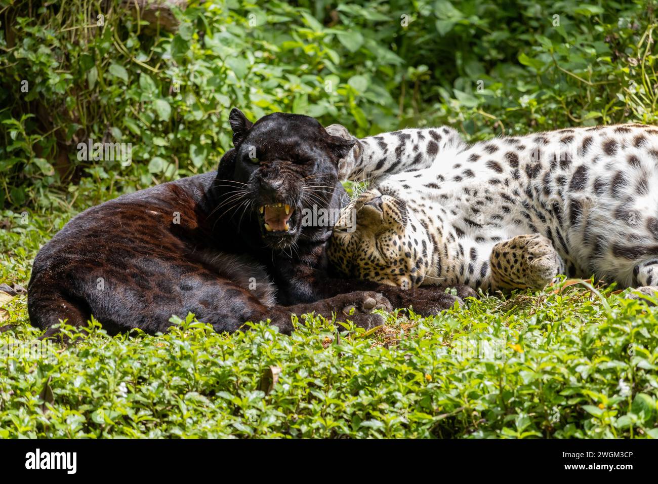 Indochinese black leopard with spotted leopard (Panthera pardus ...