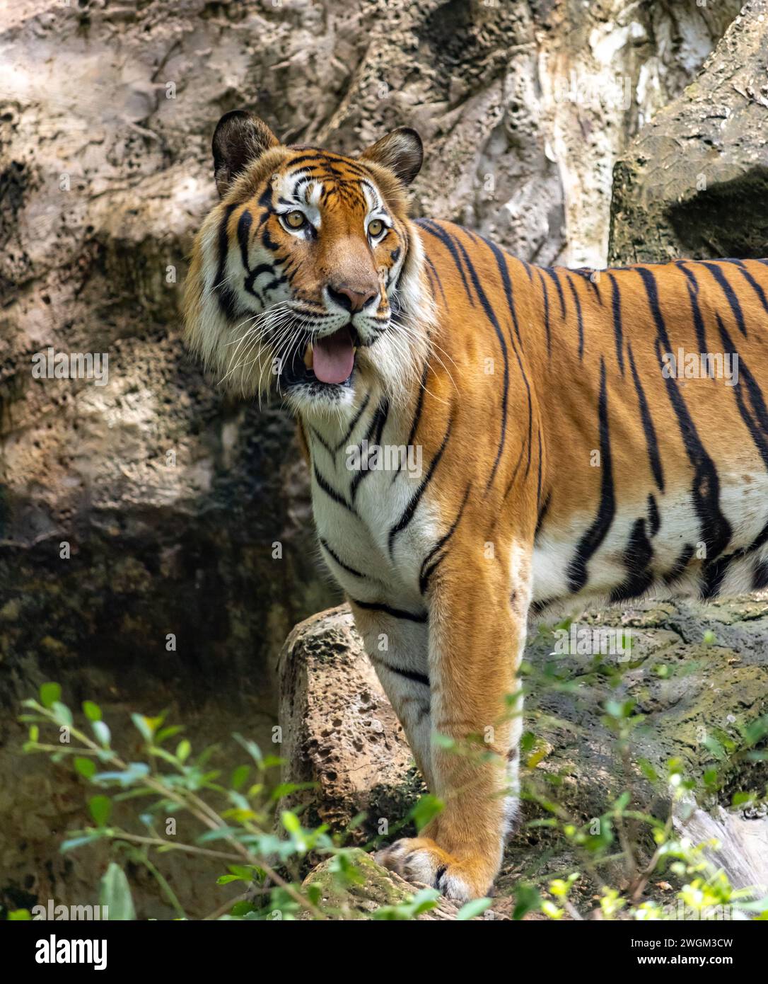Indochinese tiger standing in tropical nature Stock Photo - Alamy