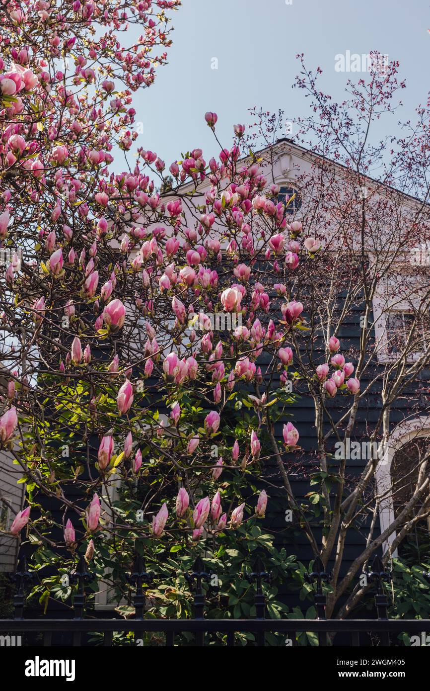 Magnolia tree in front garden hi-res stock photography and images - Alamy