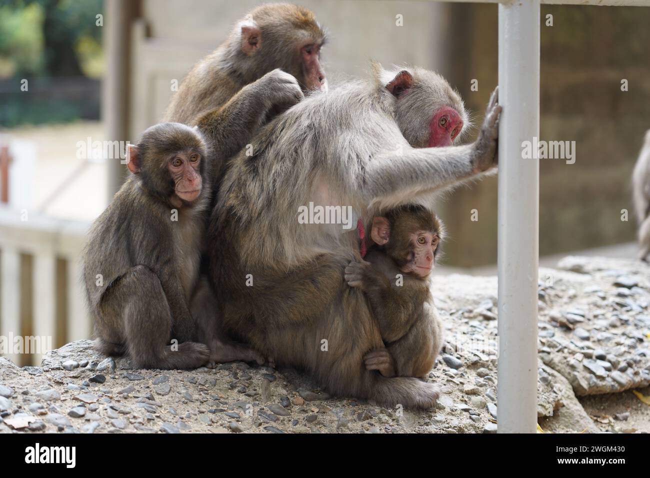 Wild mother and baby Japanese monkey at Takasaki Mountain in Beppu ...