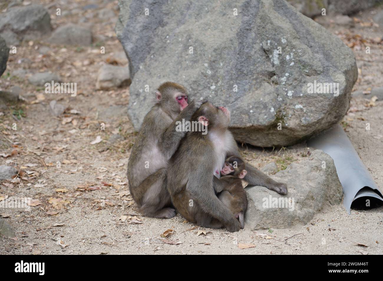 Wild mother and baby Japanese monkey at Takasaki Mountain in Beppu ...