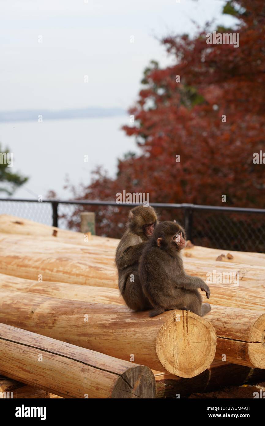 Wild Japanese monkey at Takasaki Mountain in Beppu, Japan Stock Photo ...