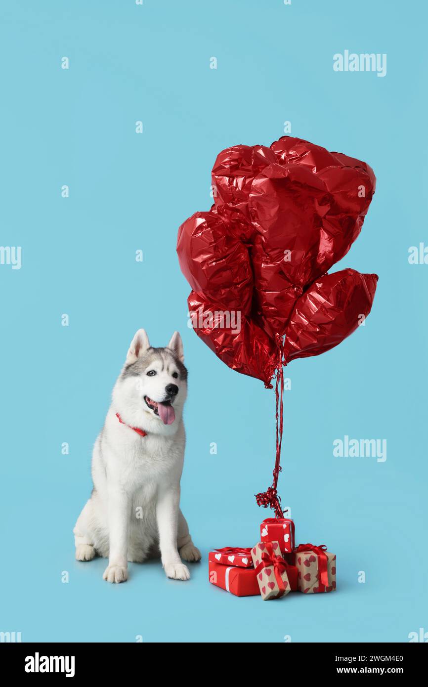 Adorable husky dog with heart shaped balloons and gift boxes on blue ...