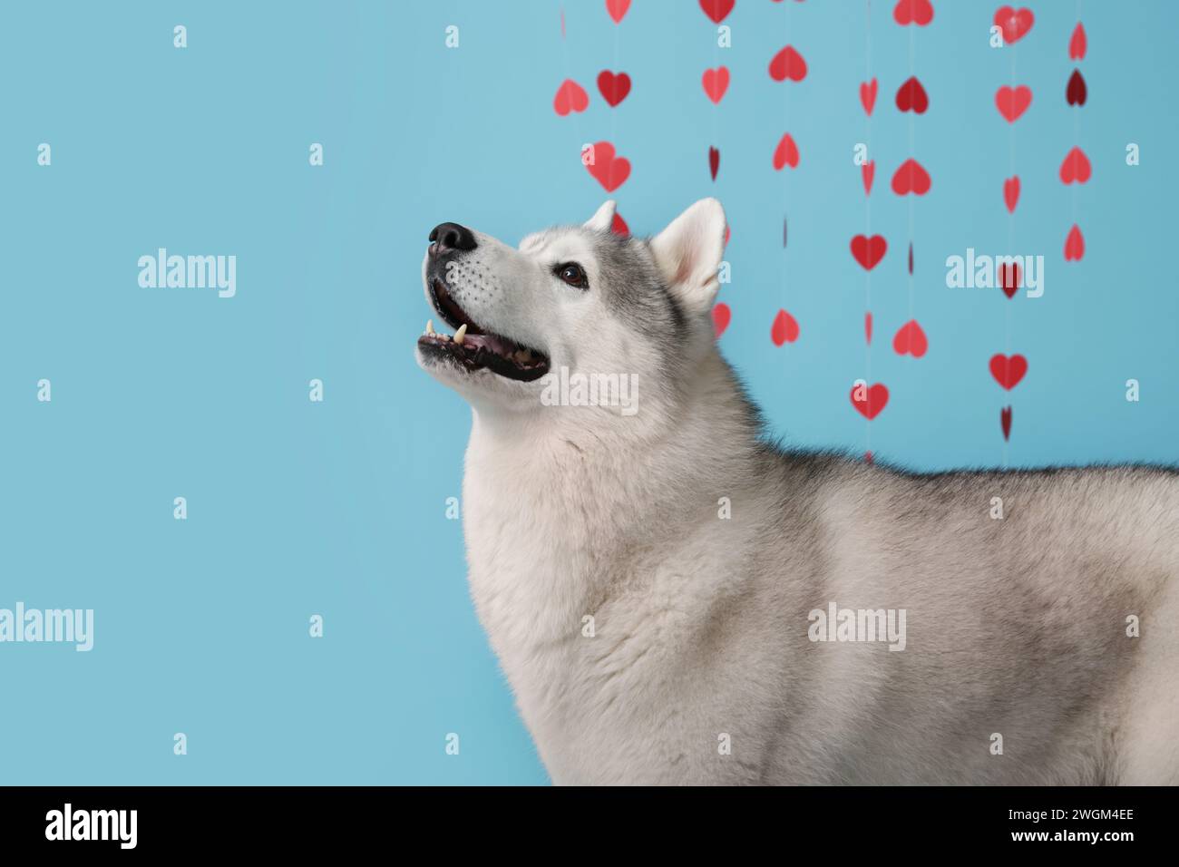 Adorable husky dog with hearts curtain on blue background. Valentine's ...