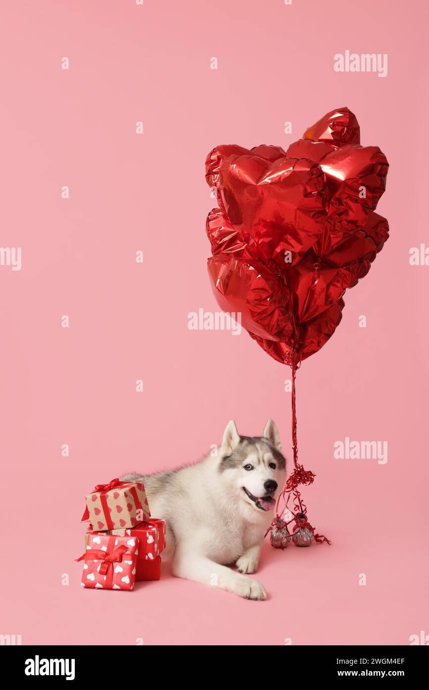 Adorable husky dog with heart shaped balloons and gift boxes on pink ...
