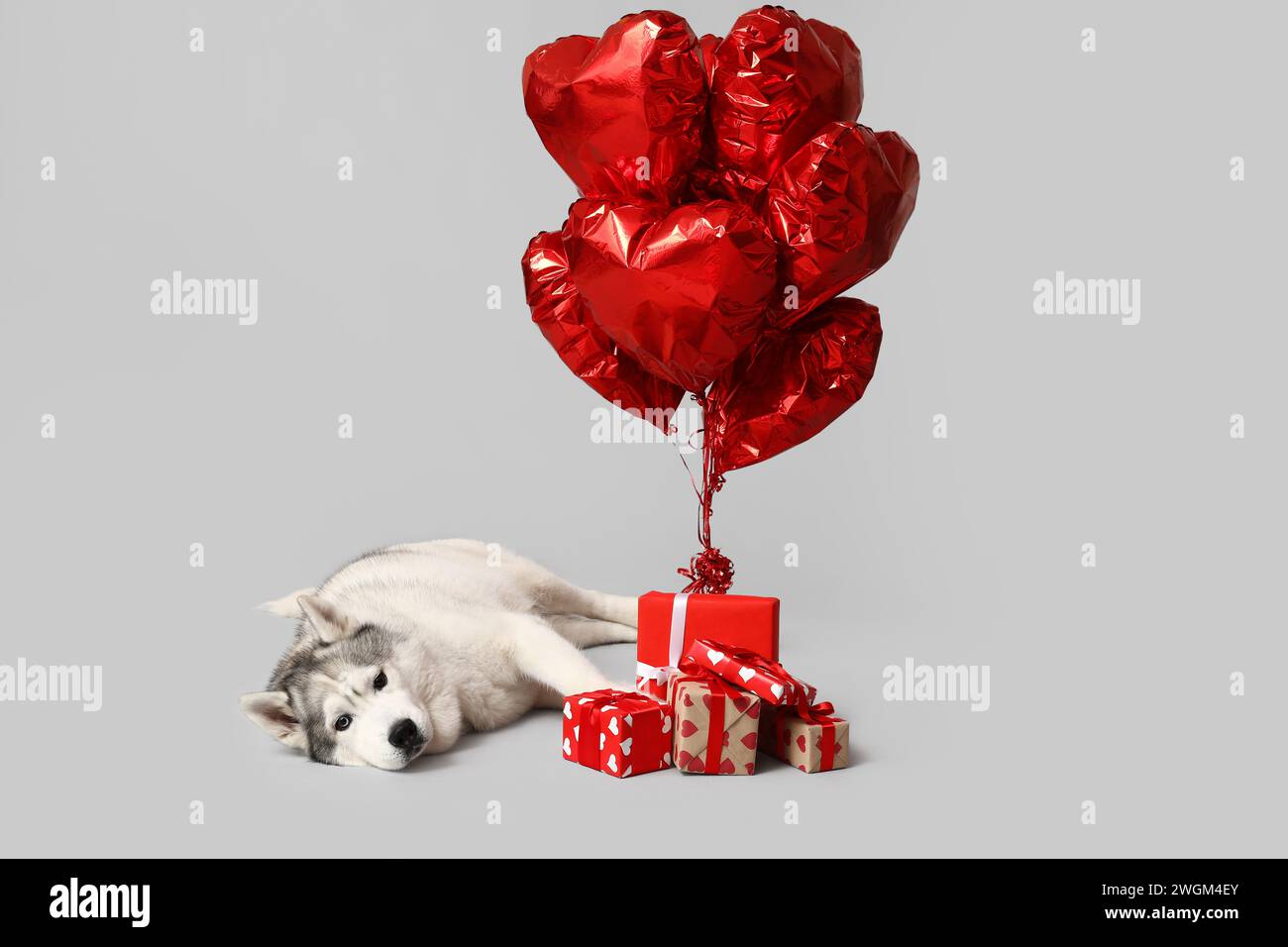 Adorable husky dog with heart shaped balloons and gift boxes on white ...