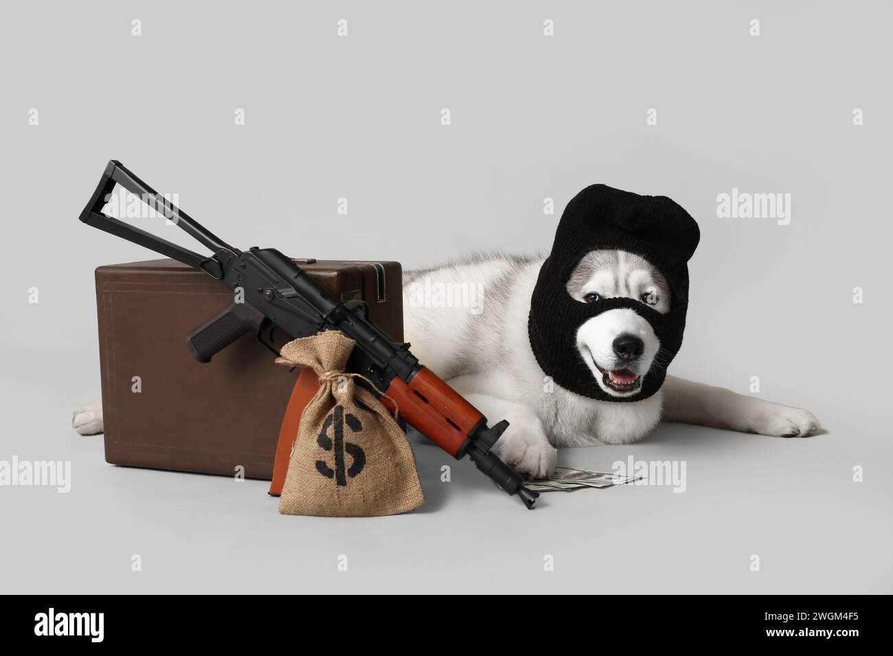 Adorable husky dog in balaclava with money bag, safe and weapon on ...