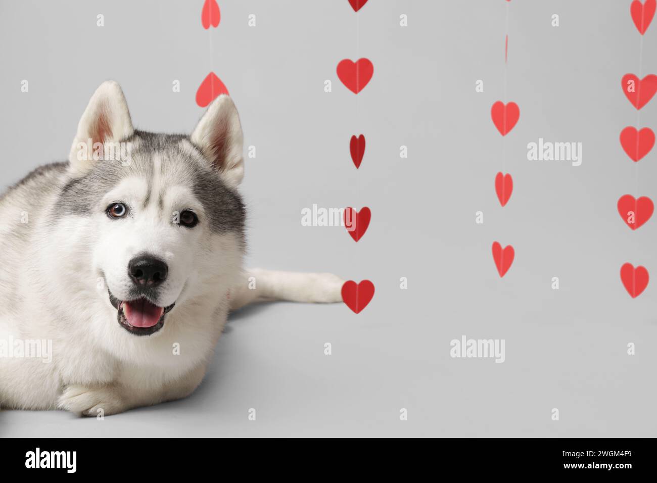 Adorable husky dog with hearts curtain on white background. Valentine's ...