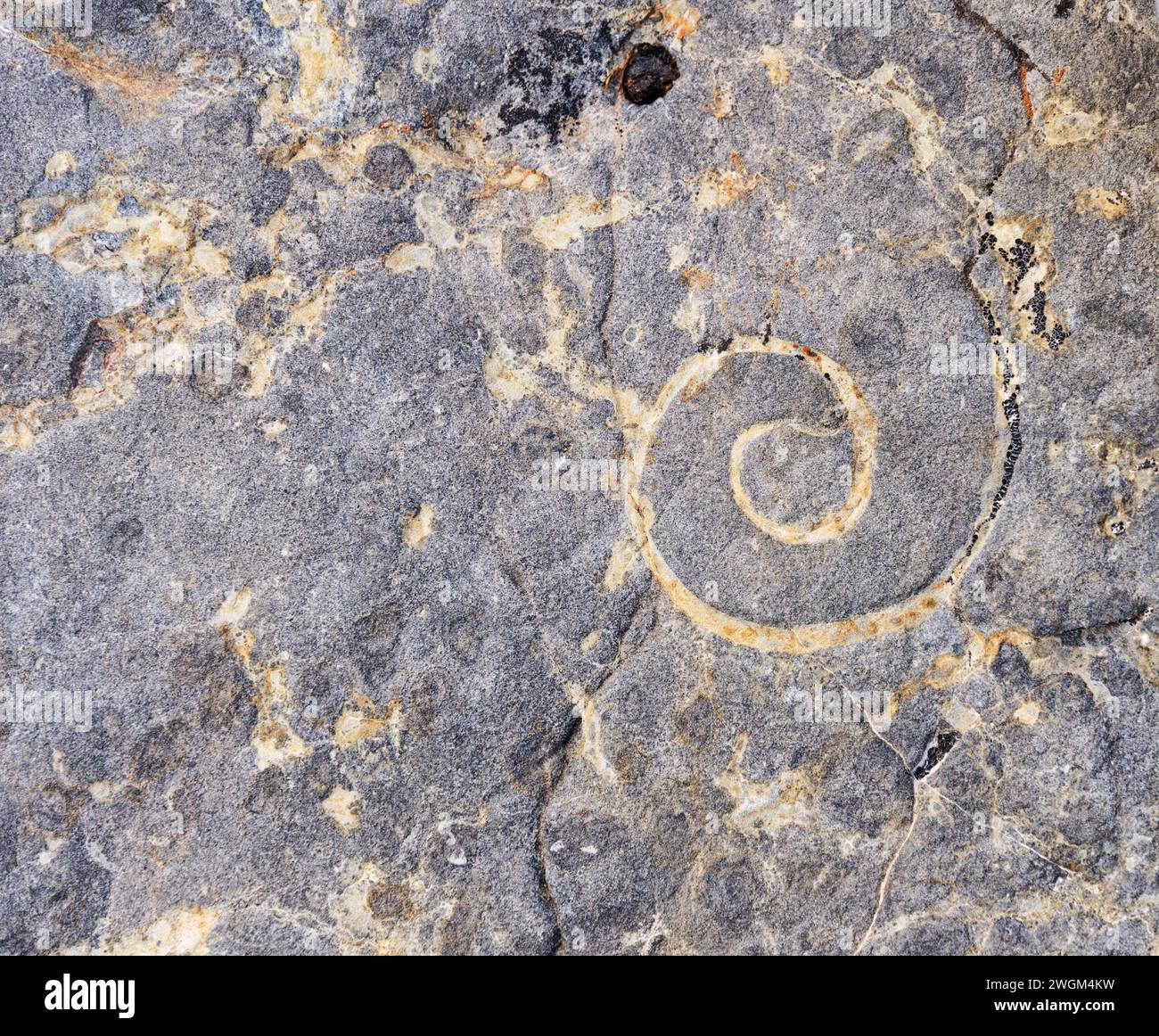 snail shell fossil cross section in limestone rock Stock Photo - Alamy