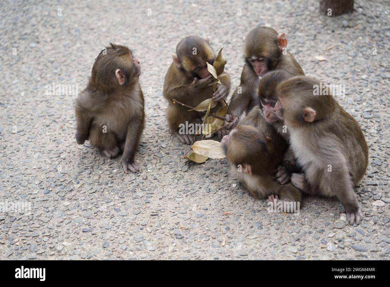 Wild youngJapanese monkey at Takasaki Mountain in Beppu, Japan Stock ...