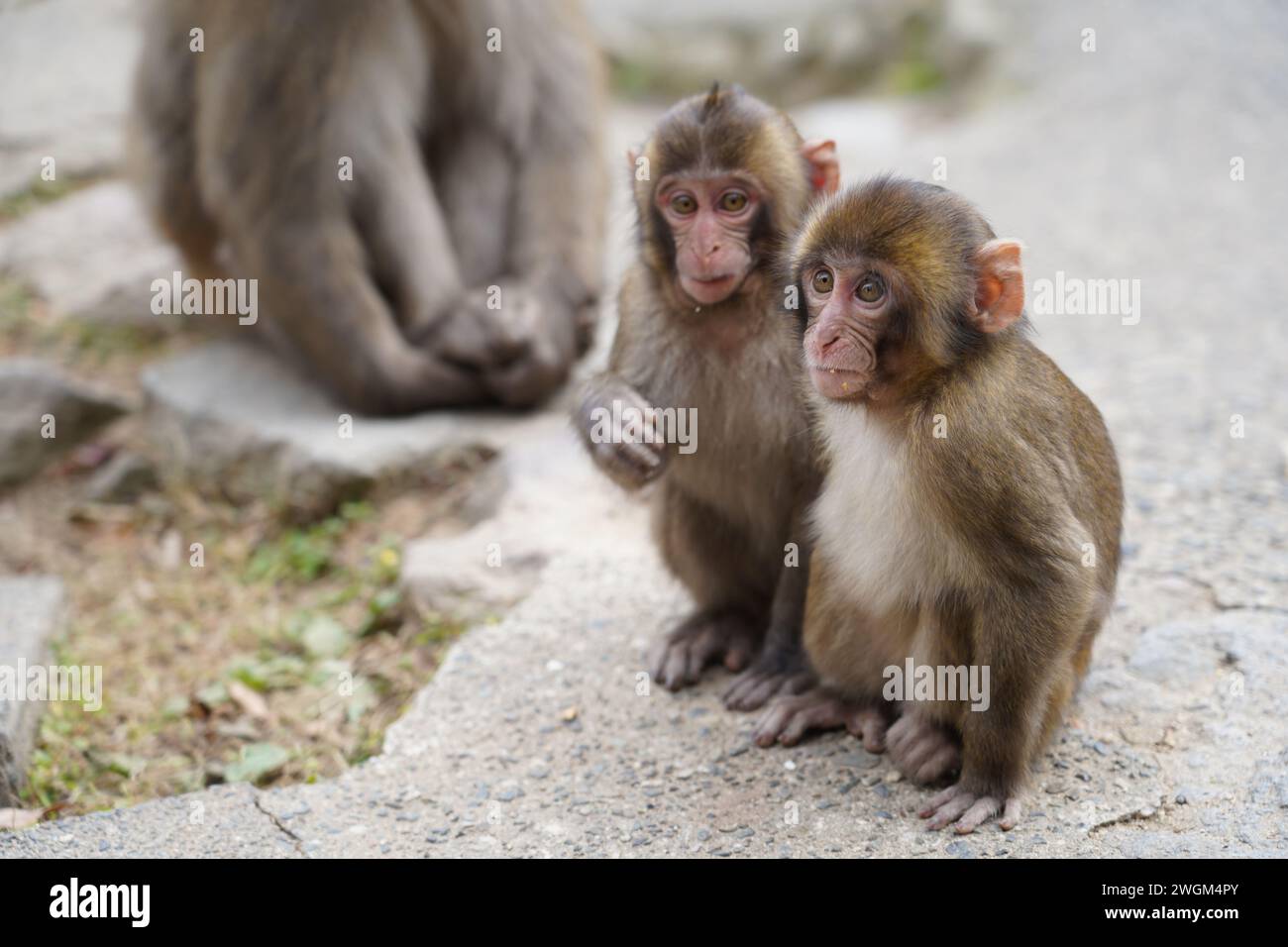 Wild youngJapanese monkey at Takasaki Mountain in Beppu, Japan Stock ...