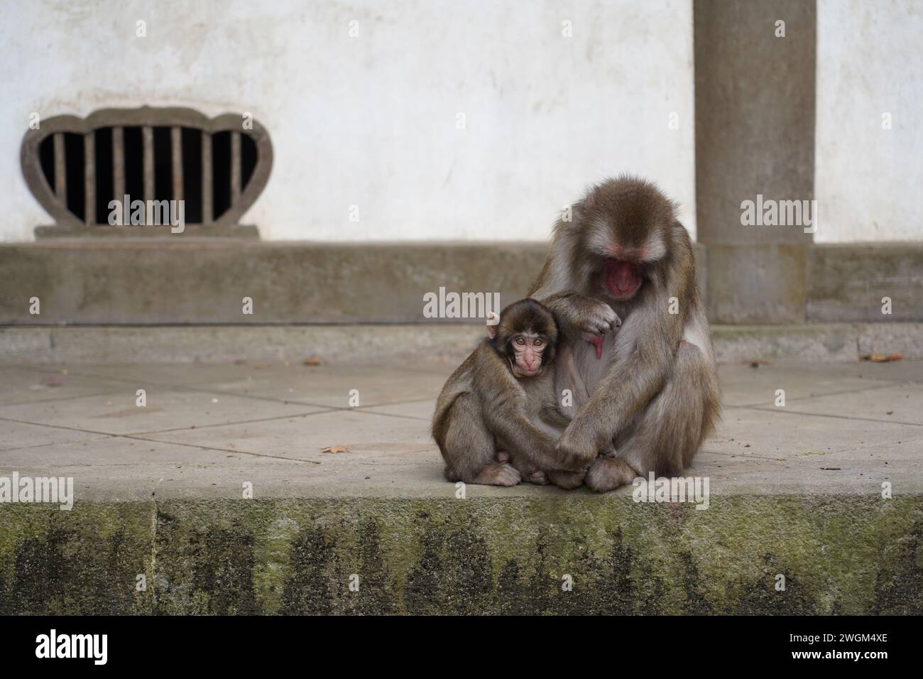 Wild mother and baby Japanese monkey at Takasaki Mountain in Beppu ...