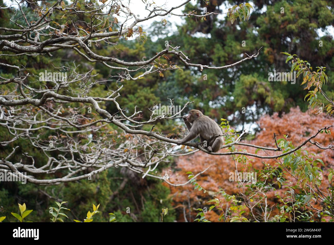 Wild Japanese monkey at Takasaki Mountain in Beppu, Japan Stock Photo ...