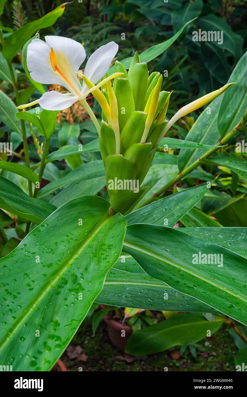 White ginger lily (Hedychium coronarium cv. Gold Spot), Zingiberaceae ...