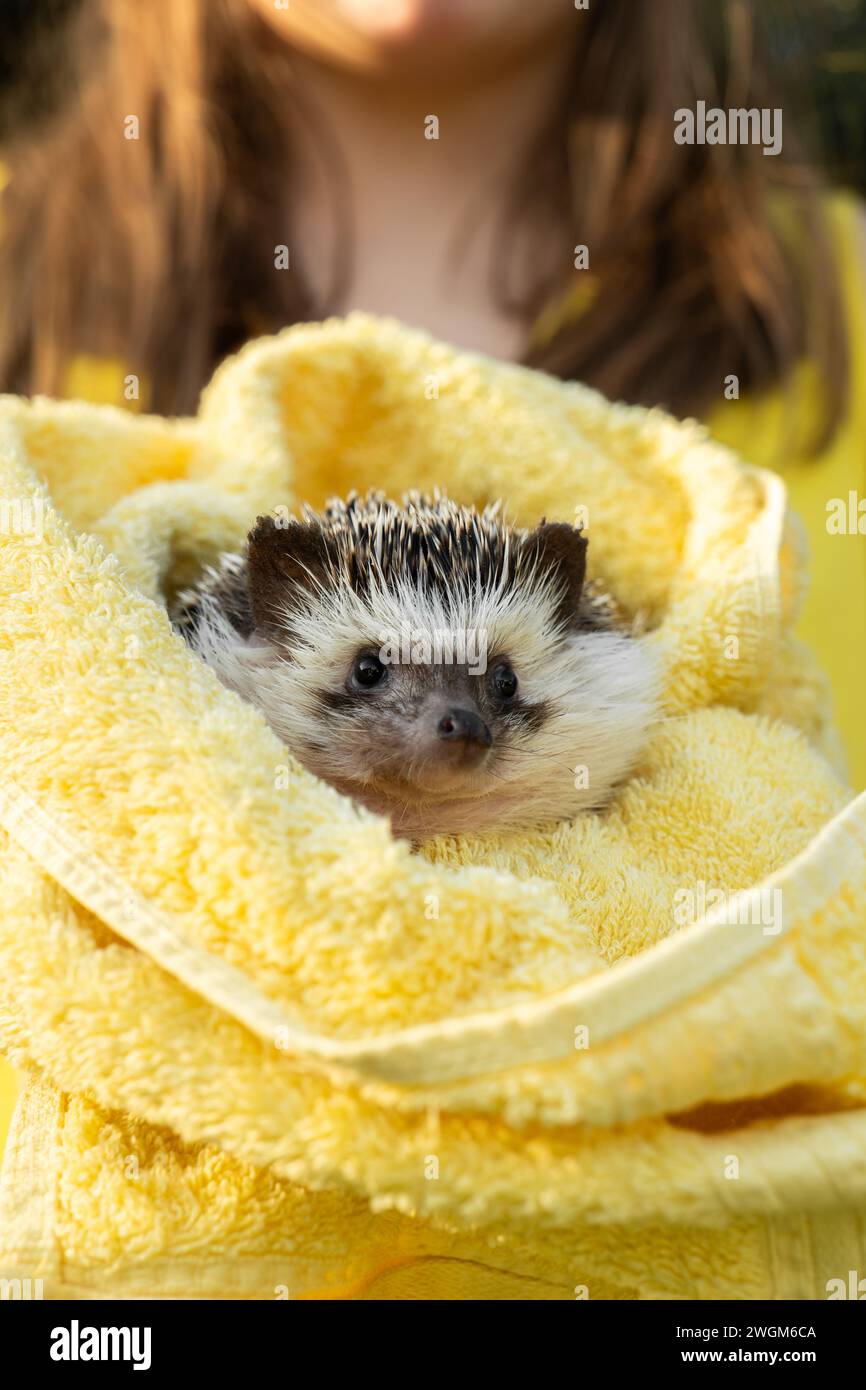 Hedgehog after swimming. Hygiene of prickly pets. Hedgehog after ...