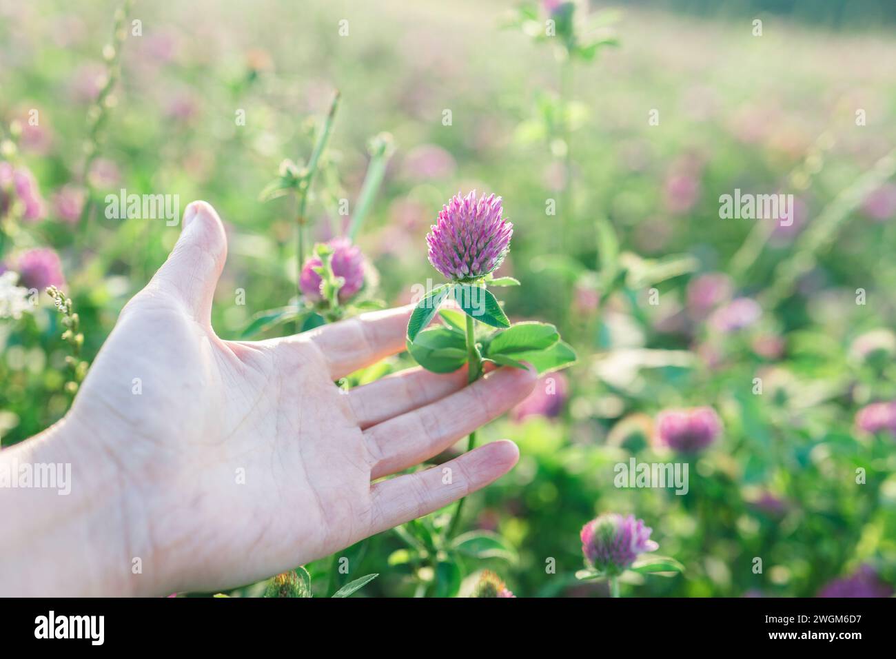 Red clover in a womans hand. Valuable forage and medicinal plant.Useful ...