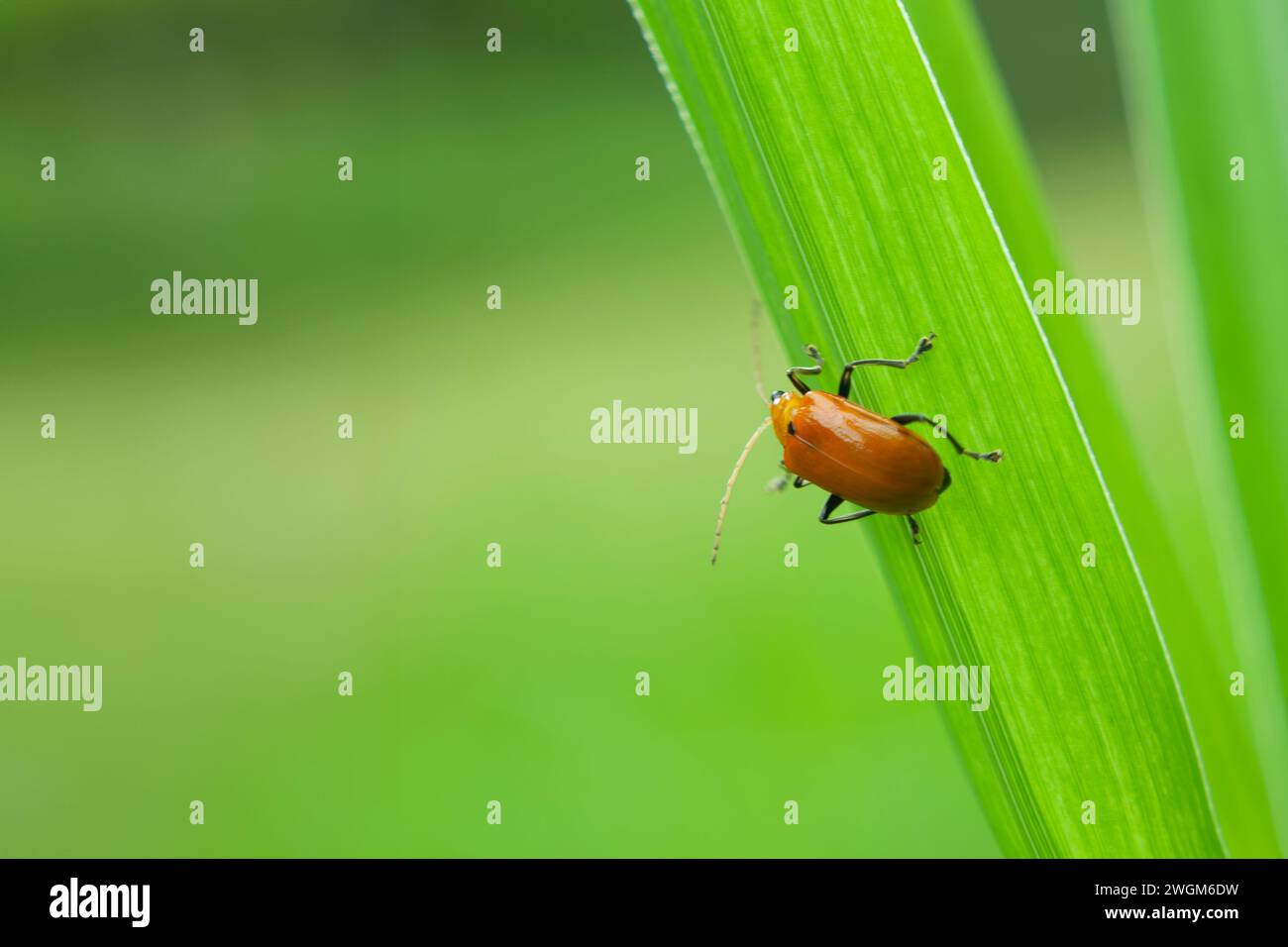 Aulacophora beetle hi-res stock photography and images - Alamy