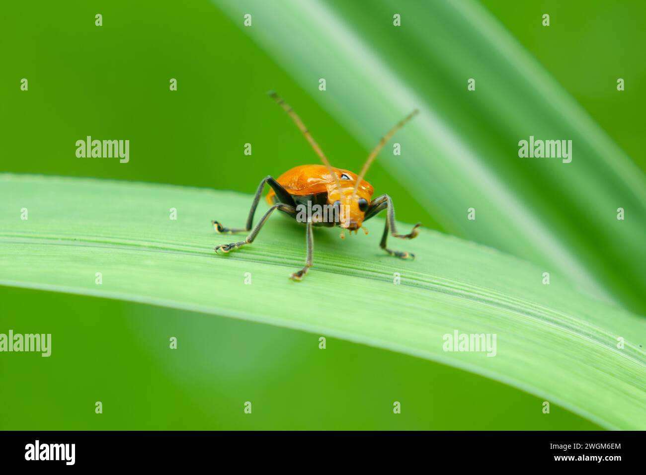 Aulacophora beetle hi-res stock photography and images - Alamy