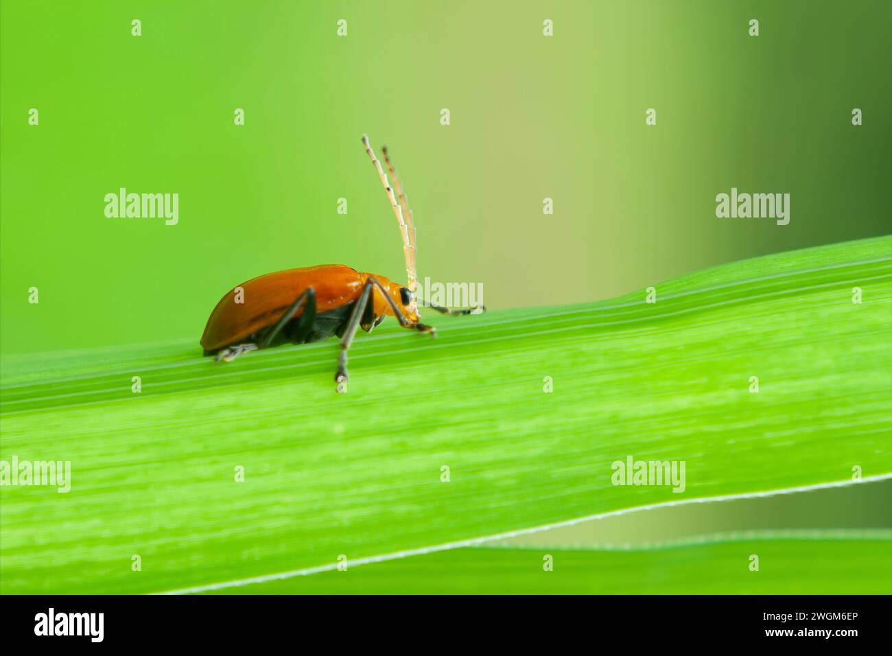 Aulacophora beetle hi-res stock photography and images - Alamy