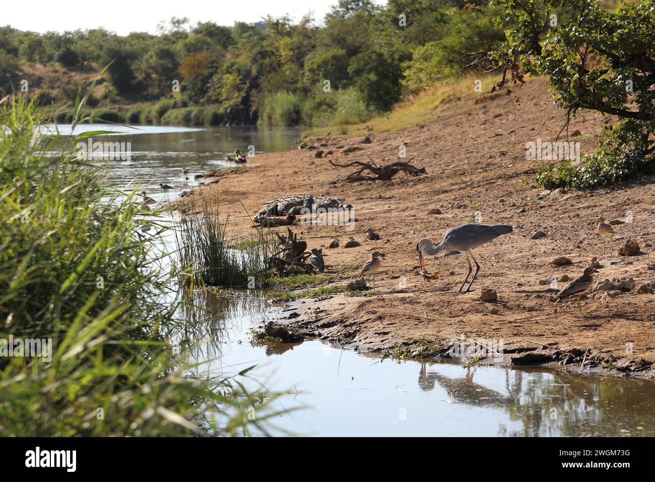 Afrikanischer Busch - Krügerpark - Tsendze River / African Bush ...
