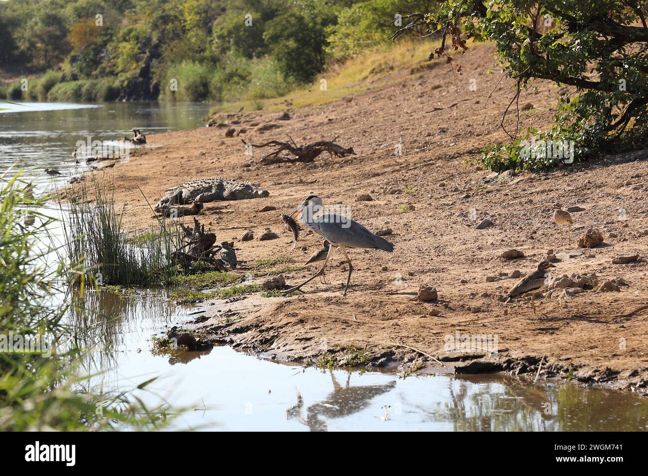 Afrikanischer Busch - Krügerpark - Tsendze River / African Bush ...