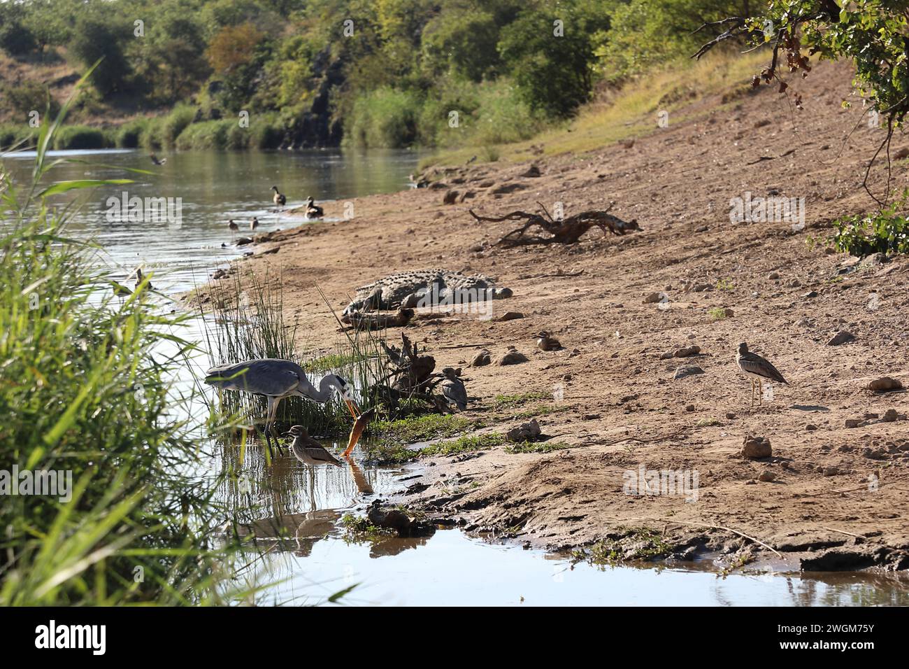 Afrikanischer Busch - Krügerpark - Tsendze River / African Bush ...