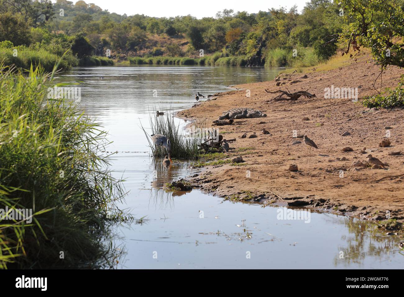 Afrikanischer Busch - Krügerpark - Tsendze River / African Bush ...
