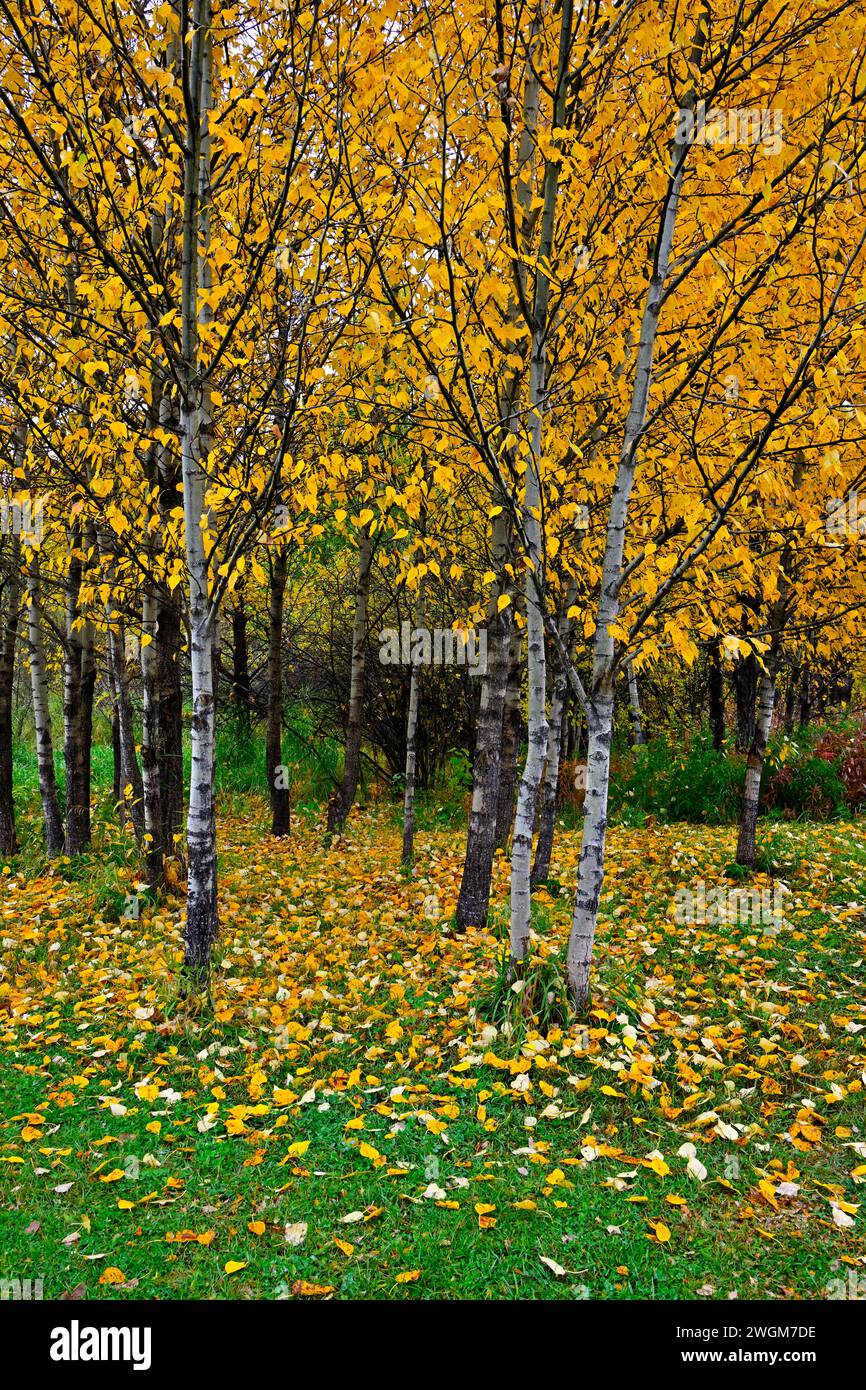 A vertical image of a stand of young Aspen trees with fall colored ...