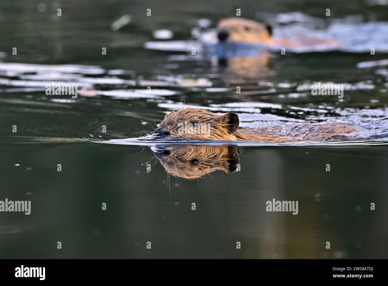 Baby beavers "Castor canadensis", swimming in the calm water of their ...