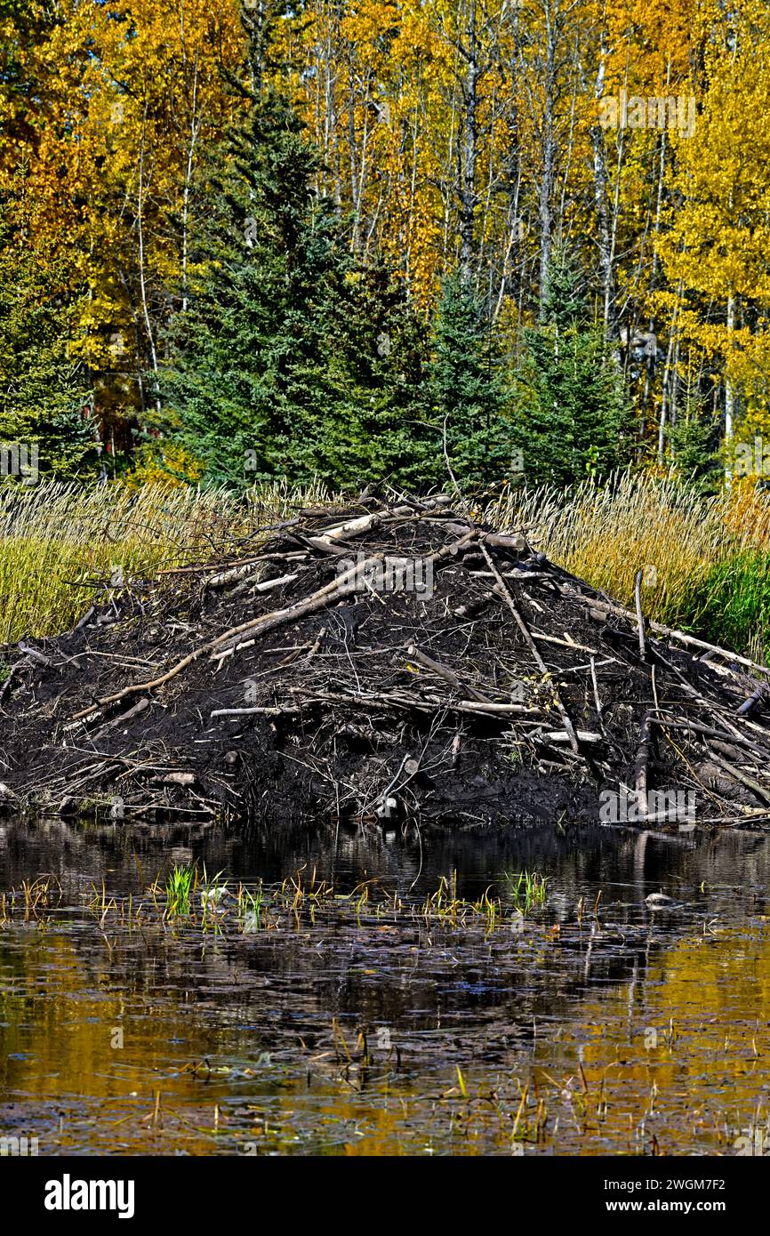 A vertical image of an active beaver lodge in a beaver pond surrounded ...