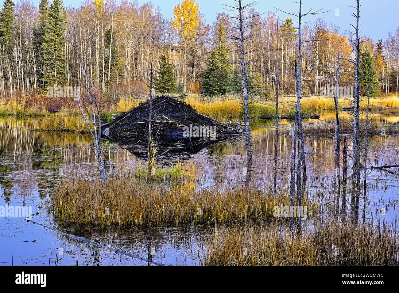 An active beaver lodge in a beaver pond surrounded with fall colors in ...
