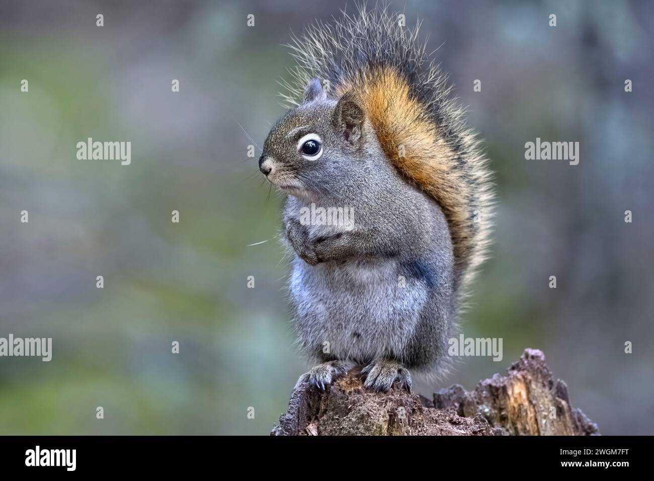 A wild red squirrel "Tamiasciurus hudsonicus", standing on a tree stump ...